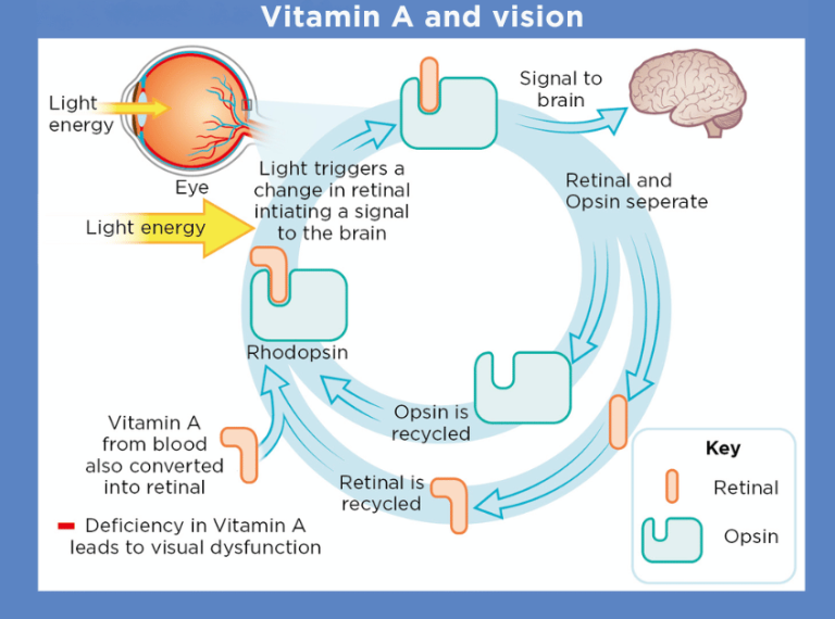 Vitamin A and Vision: A Vital Link for Eye Health - Laxmi Eye Hospital